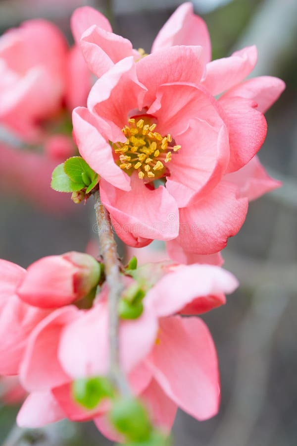Spring Flowers Macro with Pink Blossom Stock Image - Image of flowers ...