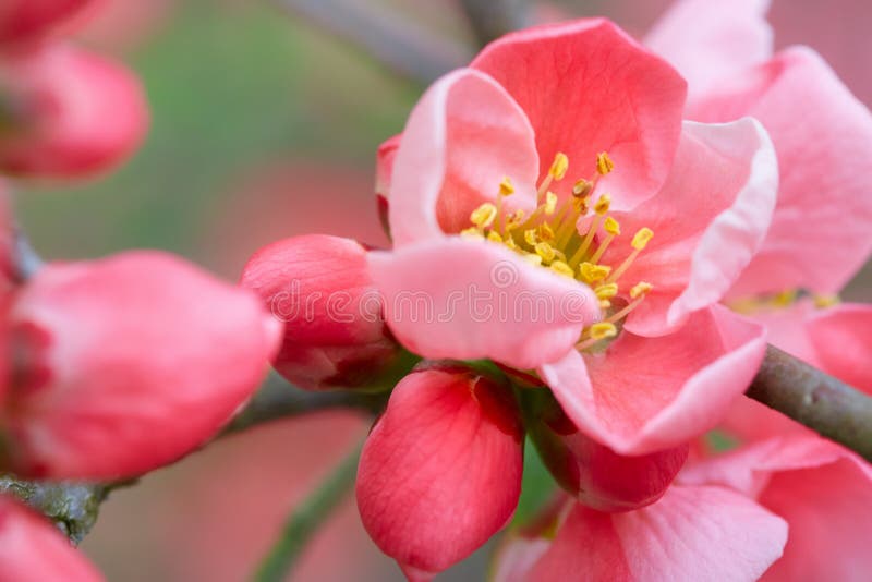 Manuka Flower (Leptospermum Scoparium ) Flower Stock Photo - Image of ...