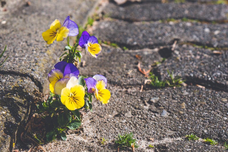 Spring Flowers Make Their Way through a Stone Road Stock Image - Image ...