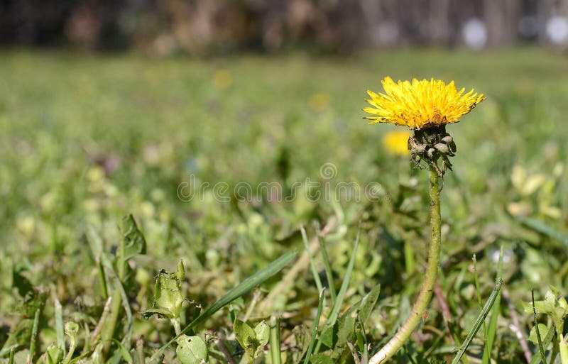 644 Park Marc Stock Photos - Free & Royalty-Free Stock Photos from ...