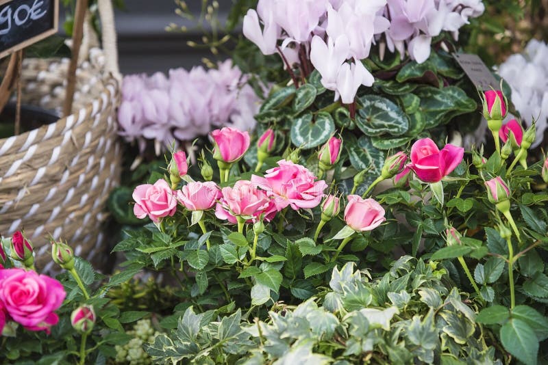 Spring Flowers Market. Pink Roses Flowers on the Flowers Market ...