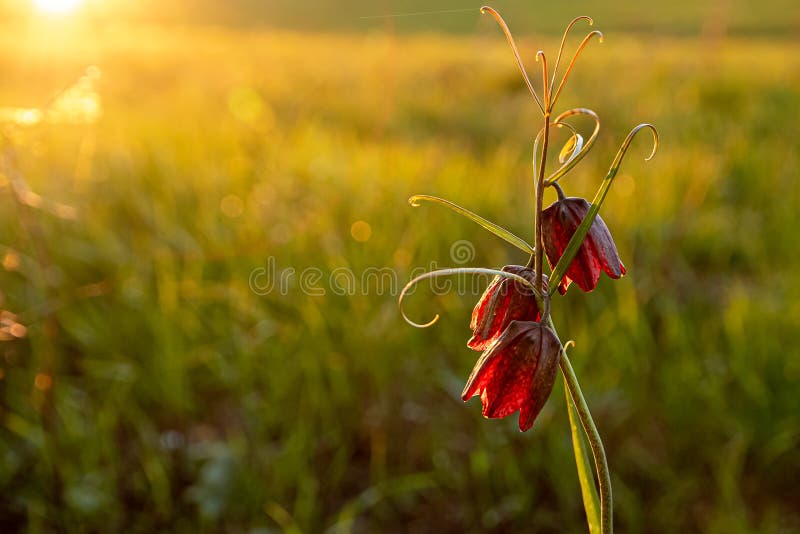 Spring Flowers of Maroon Color in the Field on the Background of the ...