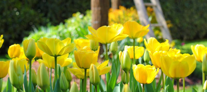 Spring flowers stock photo. Image of decorate, petales - 39780754