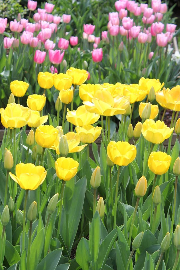 Spring flowers stock photo. Image of flowerbed, green - 39780768