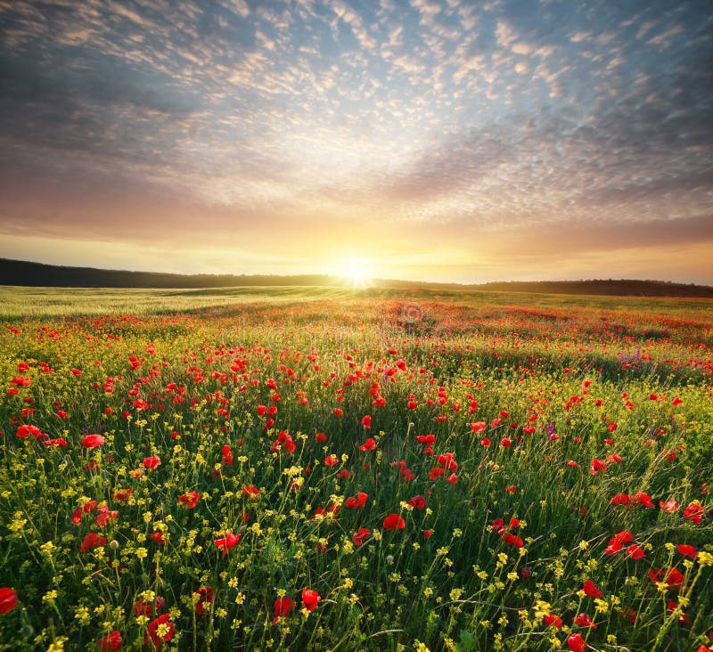 Spring flowers in meadow stock photo. Image of fresh - 163036480
