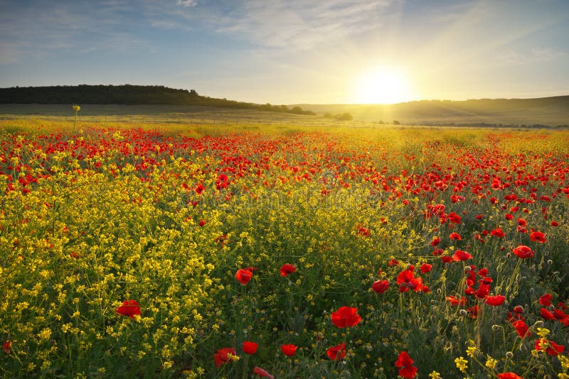 Spring flowers in meadow stock photo. Image of fresh - 187097876