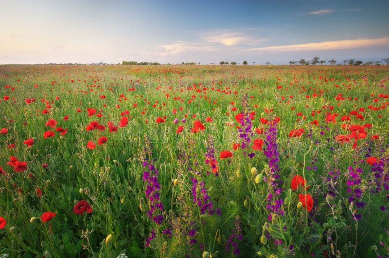 Spring flowers in meadow stock image. Image of country - 187098099