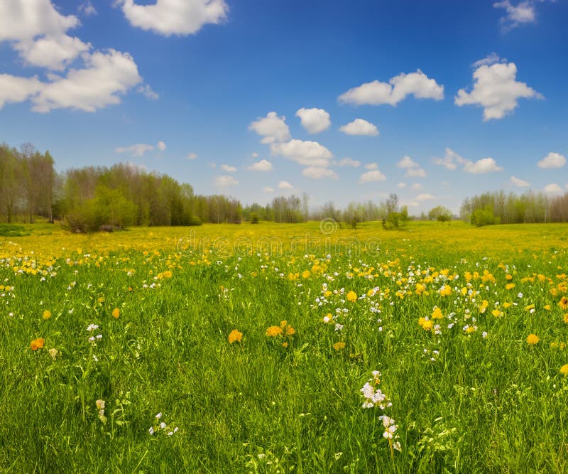 Spring Flowers in Meadow. Beautiful Landscapes Stock Illustration ...