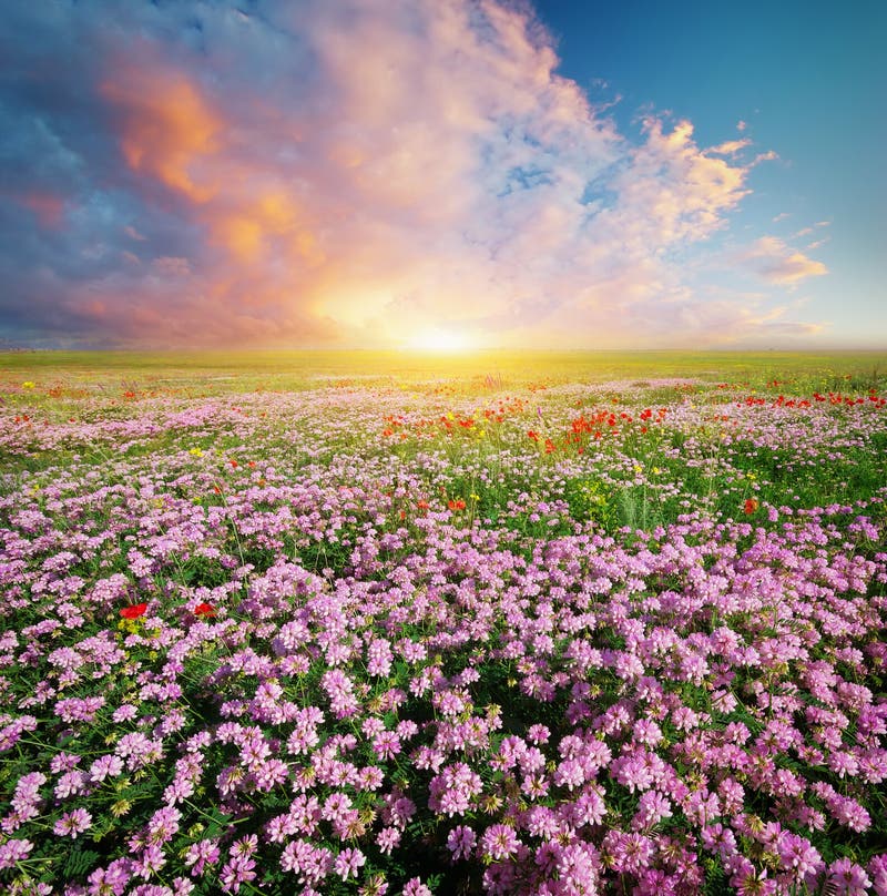 Spring flowers in meadow stock photo. Image of ciel, background - 85591896