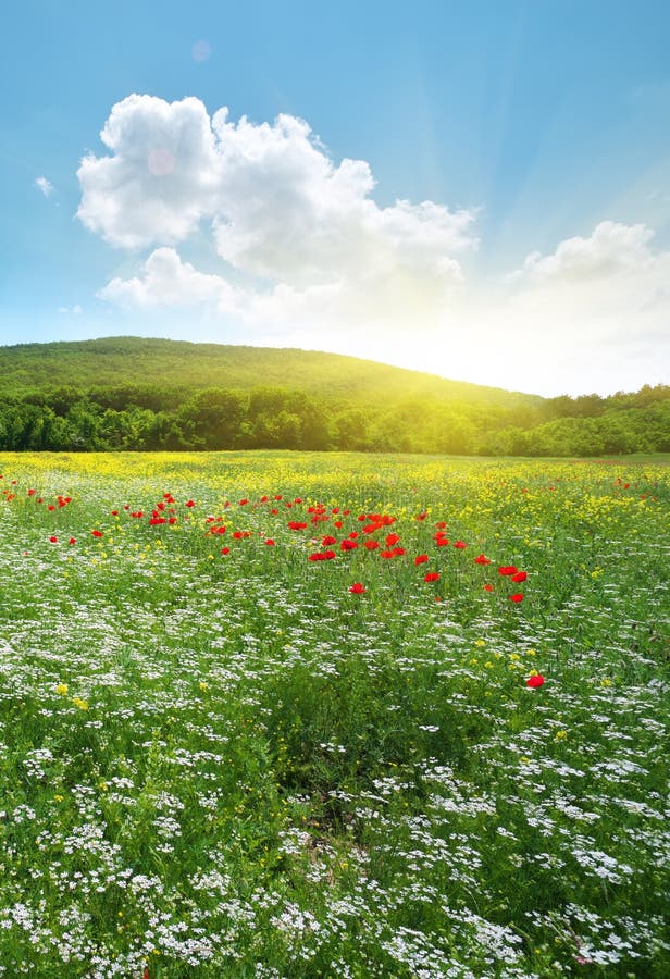 Spring flowers in meadow stock image. Image of grow - 170547887