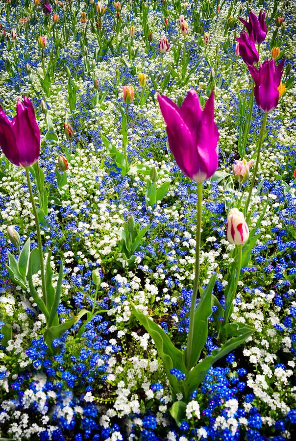 Spring flowers in a meadow stock photo. Image of tulips - 70652376