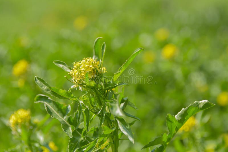 Spring flowers on meadow stock image. Image of green - 51919017