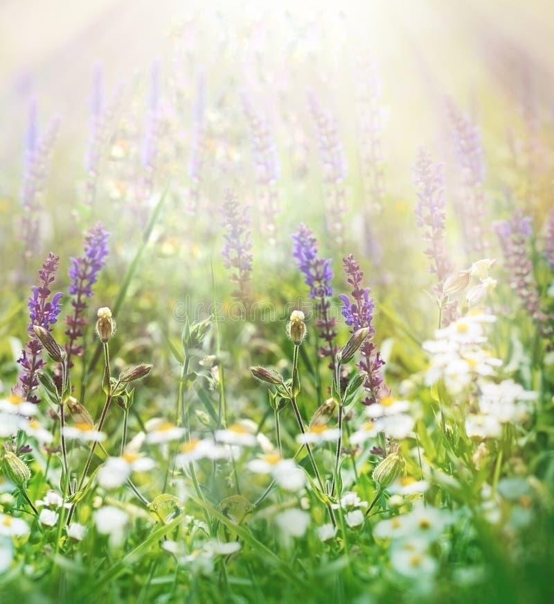Spring flowers in meadow stock photo. Image of flower - 49471122