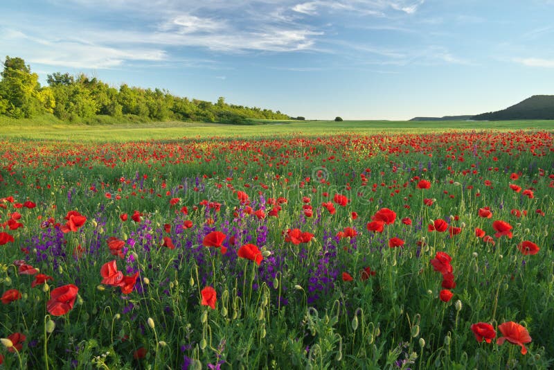Spring flowers in meadow. stock photo. Image of beauty - 99135028