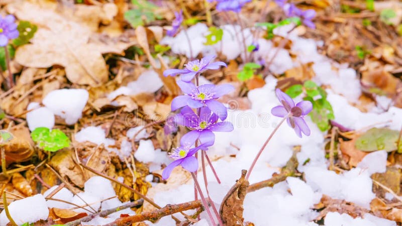 Spring Flowers and Melting Snow, Time-lapse Stock Footage - Video of ...