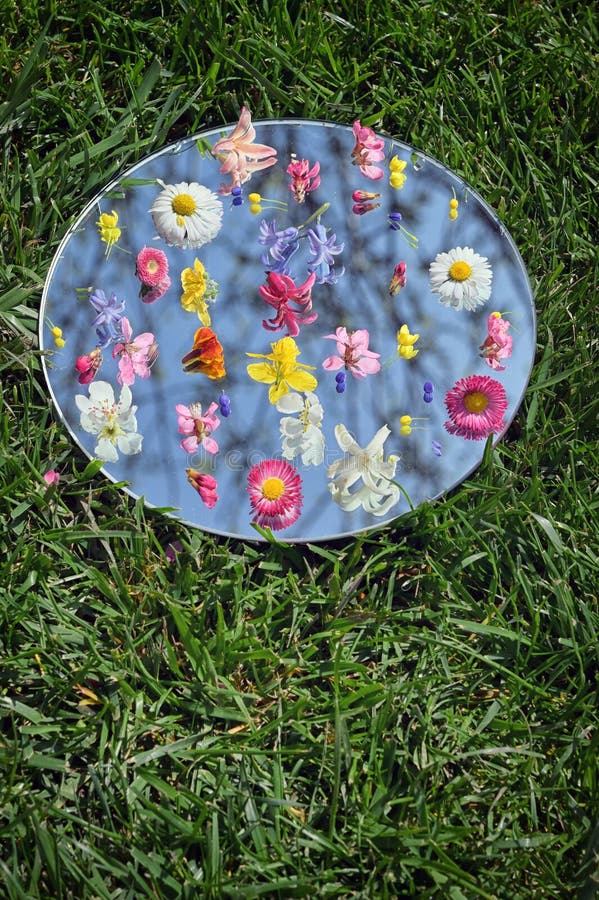 Spring Flowers on Mirror. Grass Background and Blue Sky Reflected in ...