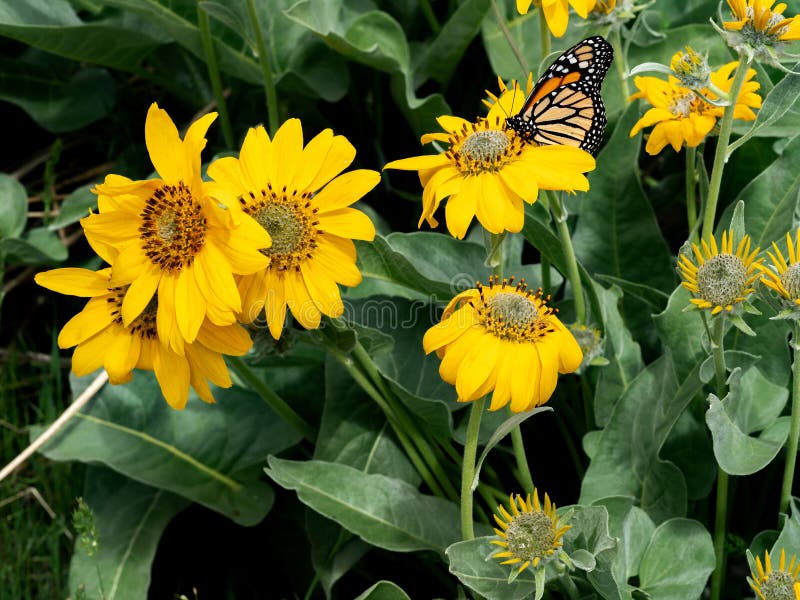Spring Flowers with a Monarch Butterfly Stock Photo - Image of ...