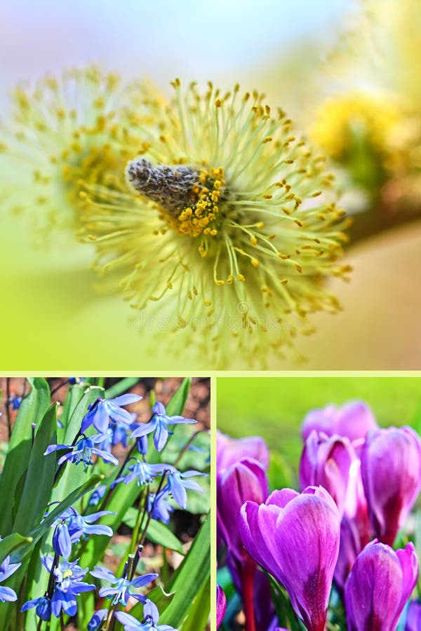Spring Flowers Montage, Vertical Stock Photo - Image of montage, blur ...