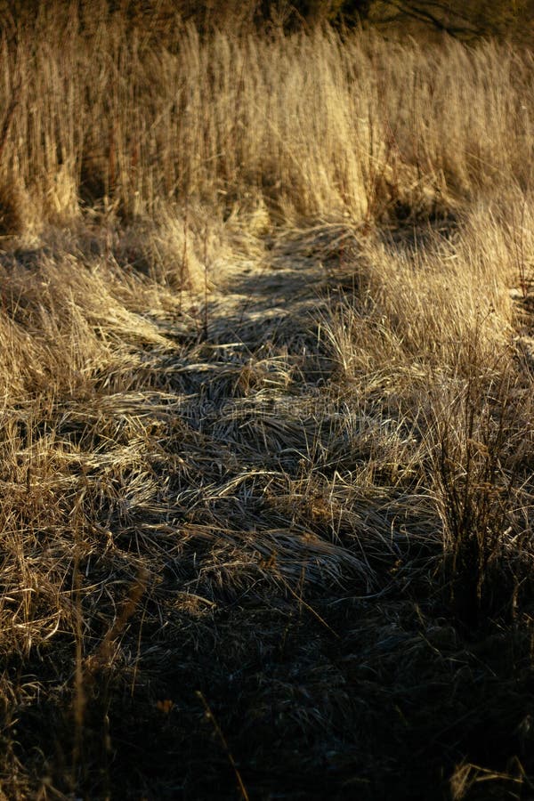 Spring Flowers in the Morning Forest. Stock Photo - Image of blossom ...