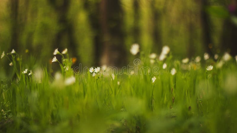 Spring Flowers in the Morning Forest Editorial Stock Photo - Image of ...