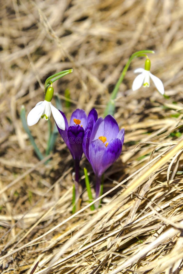 Spring Flowers on the Mountains Stock Image - Image of autimn ...