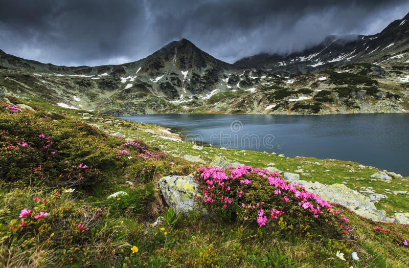 Spring Flowers in the Mountains Stock Photo - Image of nature, fresh ...