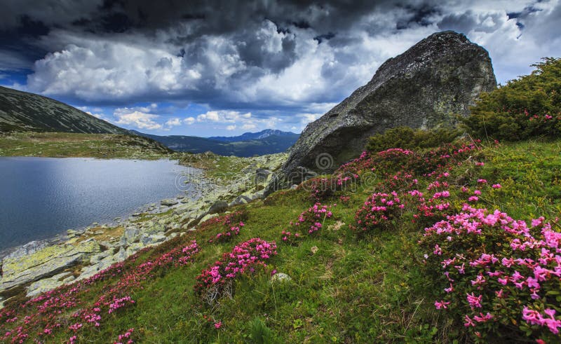 Spring Flowers in the Mountains Stock Photo - Image of clear ...