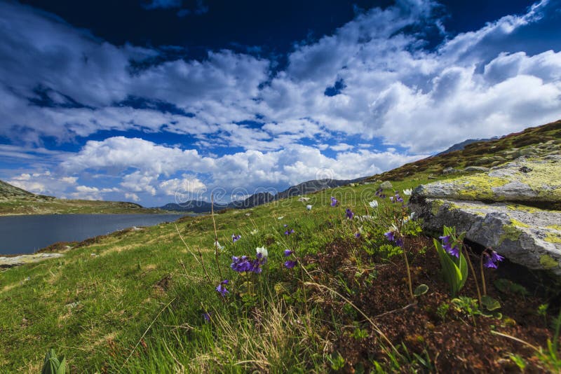 Spring Flowers in the Mountains Stock Photo - Image of alps, scenery ...