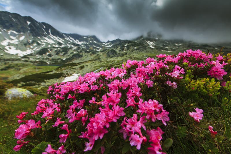 Spring Flowers in the Mountains Stock Photo - Image of nature, green ...