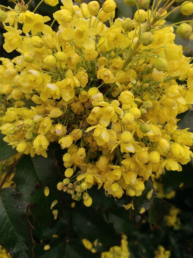 Spring Flowers stock image. Image of spring, nature - 114815779