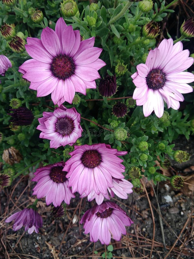 Spring Flowers stock photo. Image of nature, flowers - 114815780