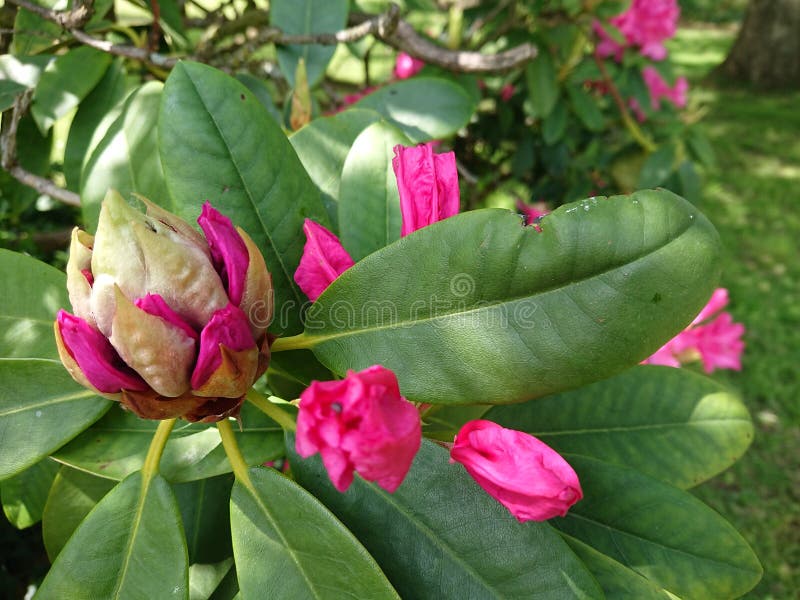 6,785 2023 Flowers Stock Photos - Free & Royalty-Free Stock Photos from ...