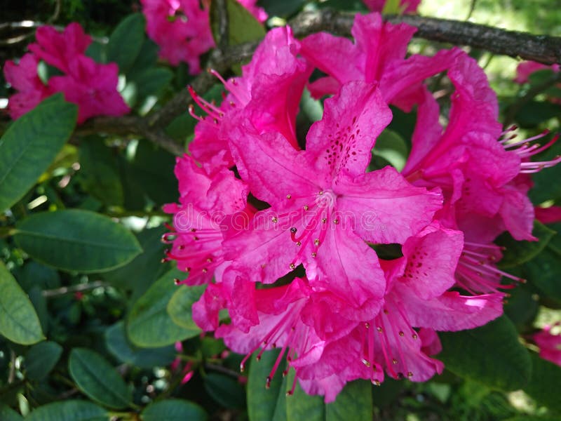 2023 Spring Flowers Nature Background Stock Image - Image of nature ...