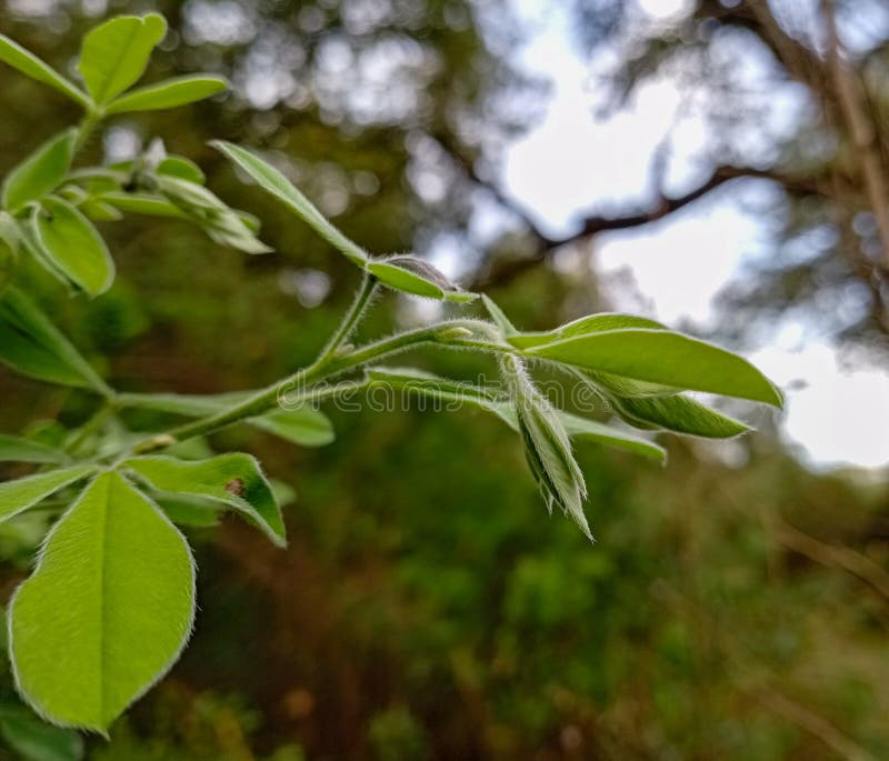 Spring Flowers in the Nature of Jijel, Algeria Stock Image - Image of ...