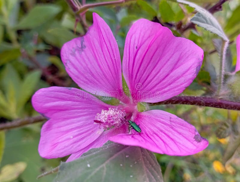Spring Flowers in Nature, Jijel, Algeria Stock Image - Image of pink ...
