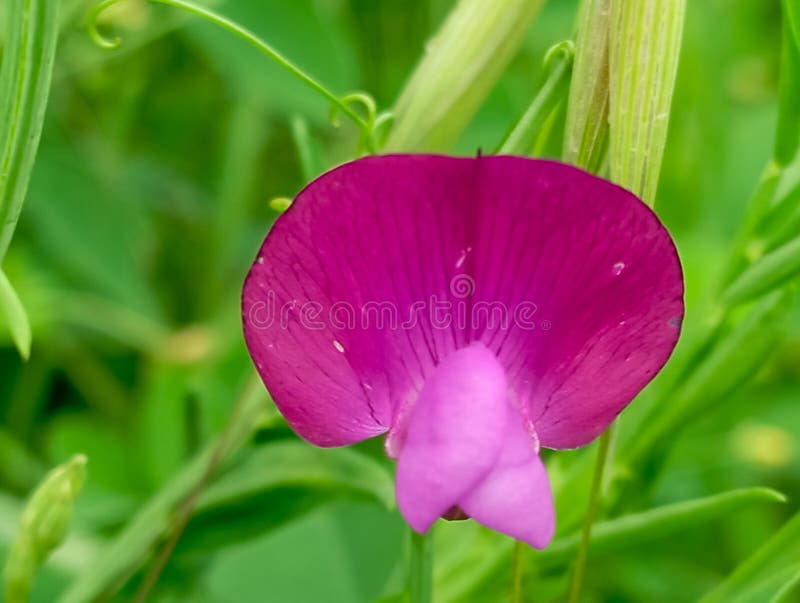 Spring Flowers in Nature, Jijel, Algeria, Africa Stock Photo - Image of ...
