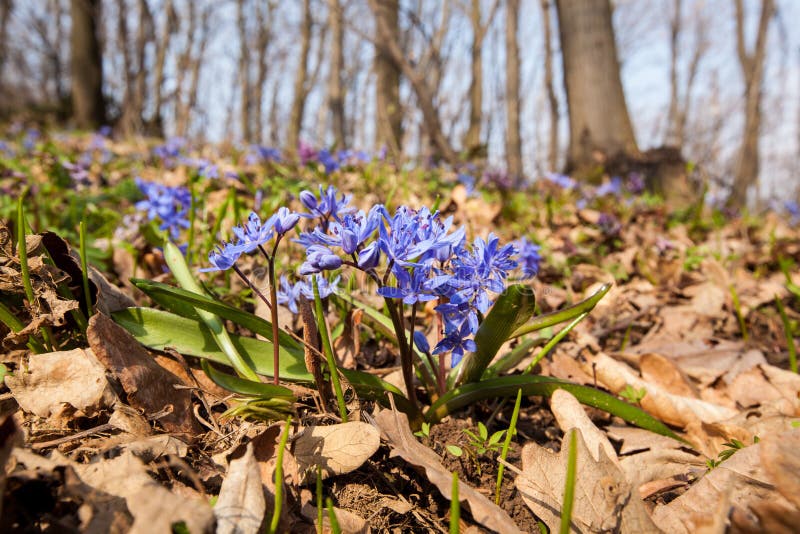 Spring flowers nature stock image. Image of natural, blossom - 90020267