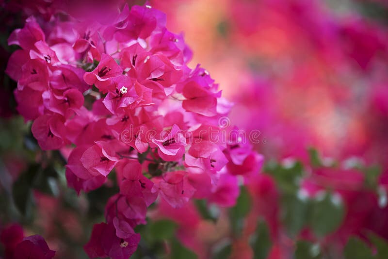 Spring flowers in nature stock photo. Image of view, nature - 92748102