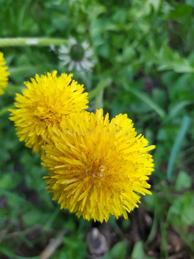 Spring Flowers Nature Yellow Gold Stock Photo - Image of flowers ...