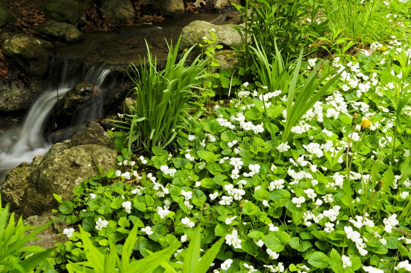 Spring flowers near creek stock image. Image of field - 7700687