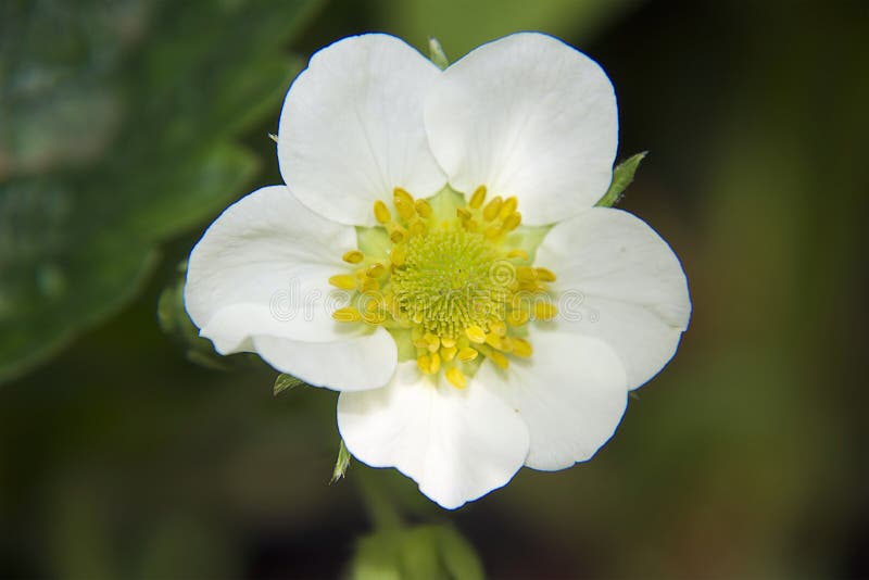 Spring flowers stock image. Image of beauty, white, sweet - 91901865