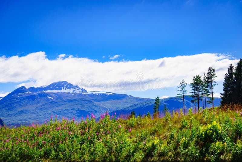 Spring Flowers in Norwegian Mountains Stock Photo - Image of norway ...