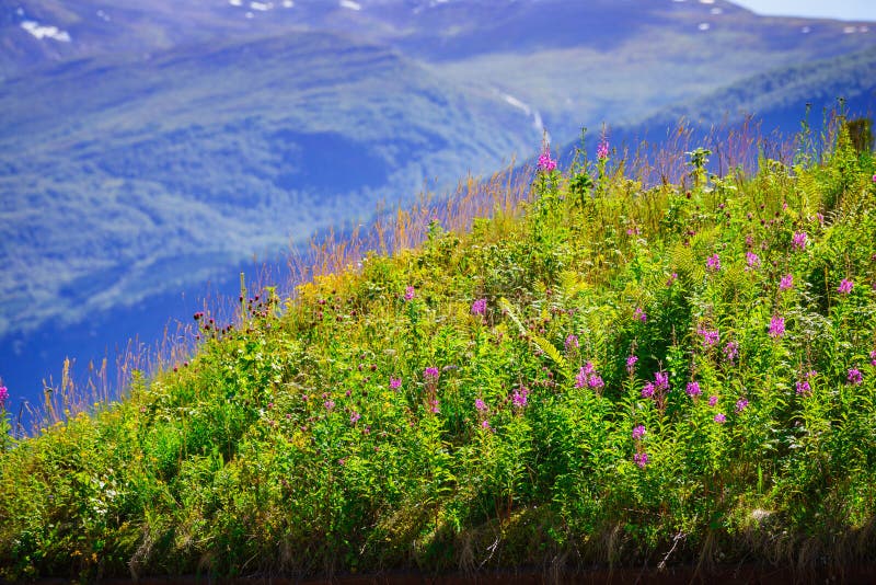 Spring Flowers in Norwegian Mountains Stock Image - Image of mountains ...