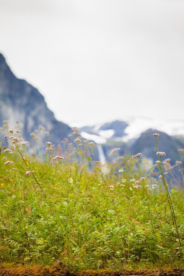 Spring Flowers in Norwegian Mountains Stock Photo - Image of stone ...