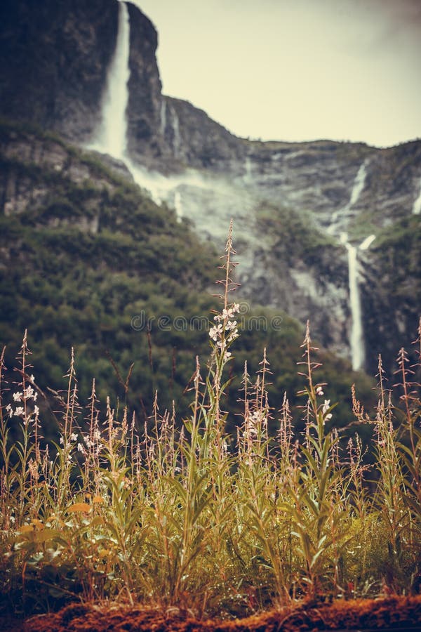 Spring Flowers in Norwegian Mountains Stock Photo - Image of park ...