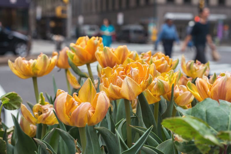 Spring flowers in NYC stock photo. Image of yellow, tulip - 140260104