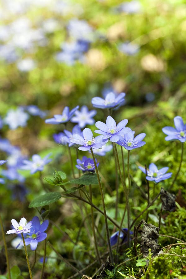 Spring flowers stock photo. Image of nature, season, flowers - 54565302