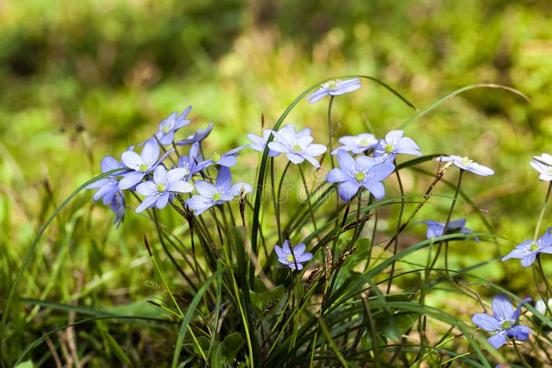 Spring flowers stock photo. Image of nature, landscape - 54655676