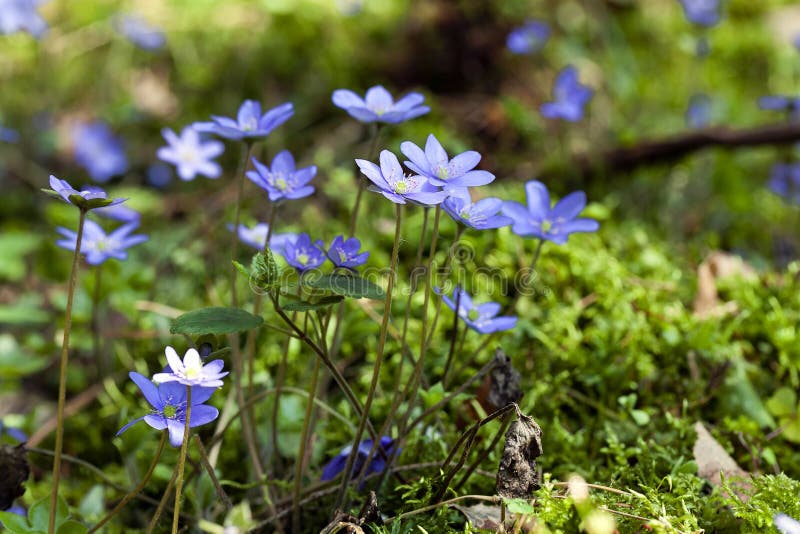 Spring flowers stock image. Image of blue, grass, sunbeam - 54655705