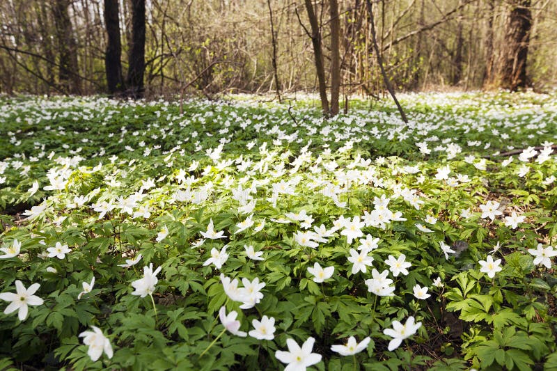 Spring flowers stock photo. Image of stamen, flowers - 54655856